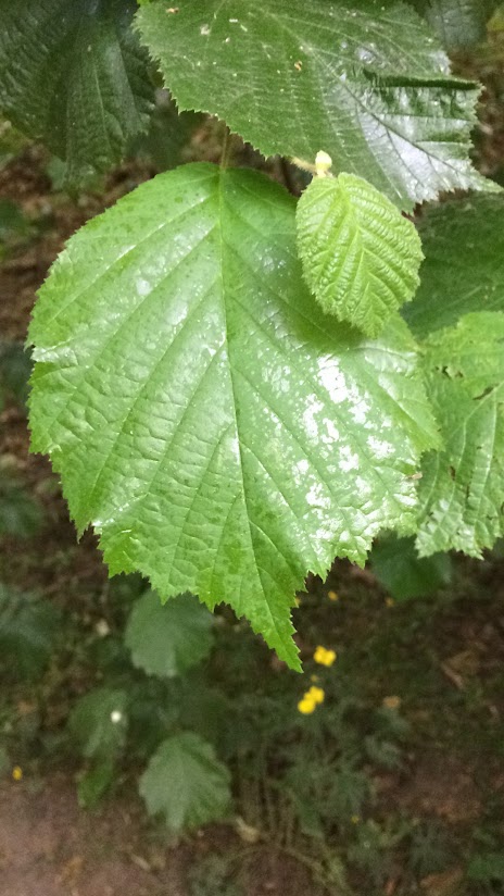 ACE EcoSchool – Working towards a more beautiful, sustainable world