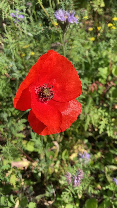 ACE EcoSchool – Working towards a more beautiful, sustainable world