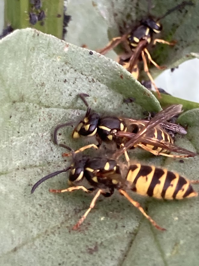 ACE EcoSchool – Working towards a more beautiful, sustainable world