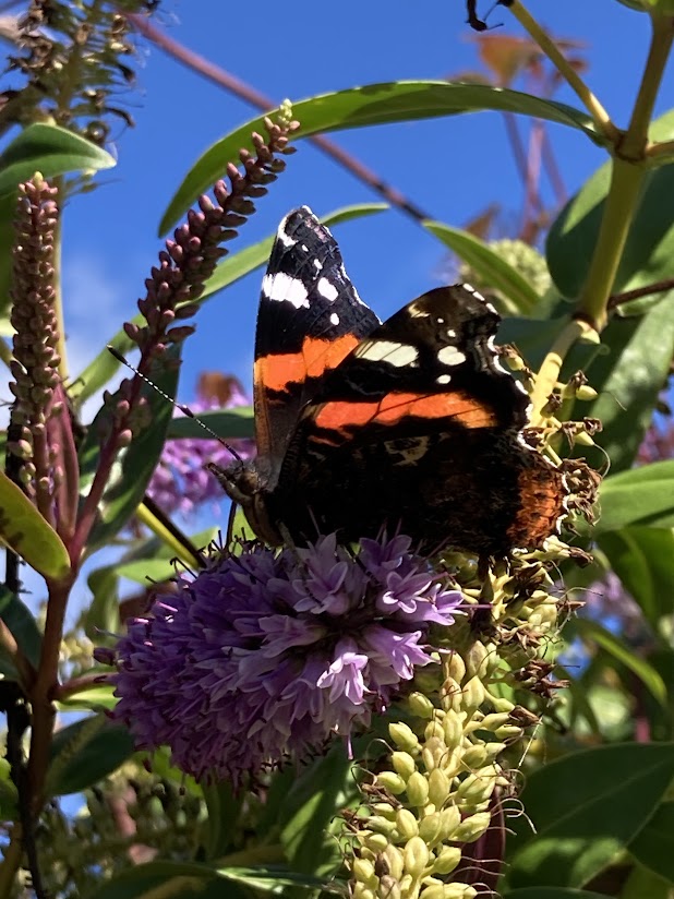 ACE EcoSchool – Working towards a more beautiful, sustainable world