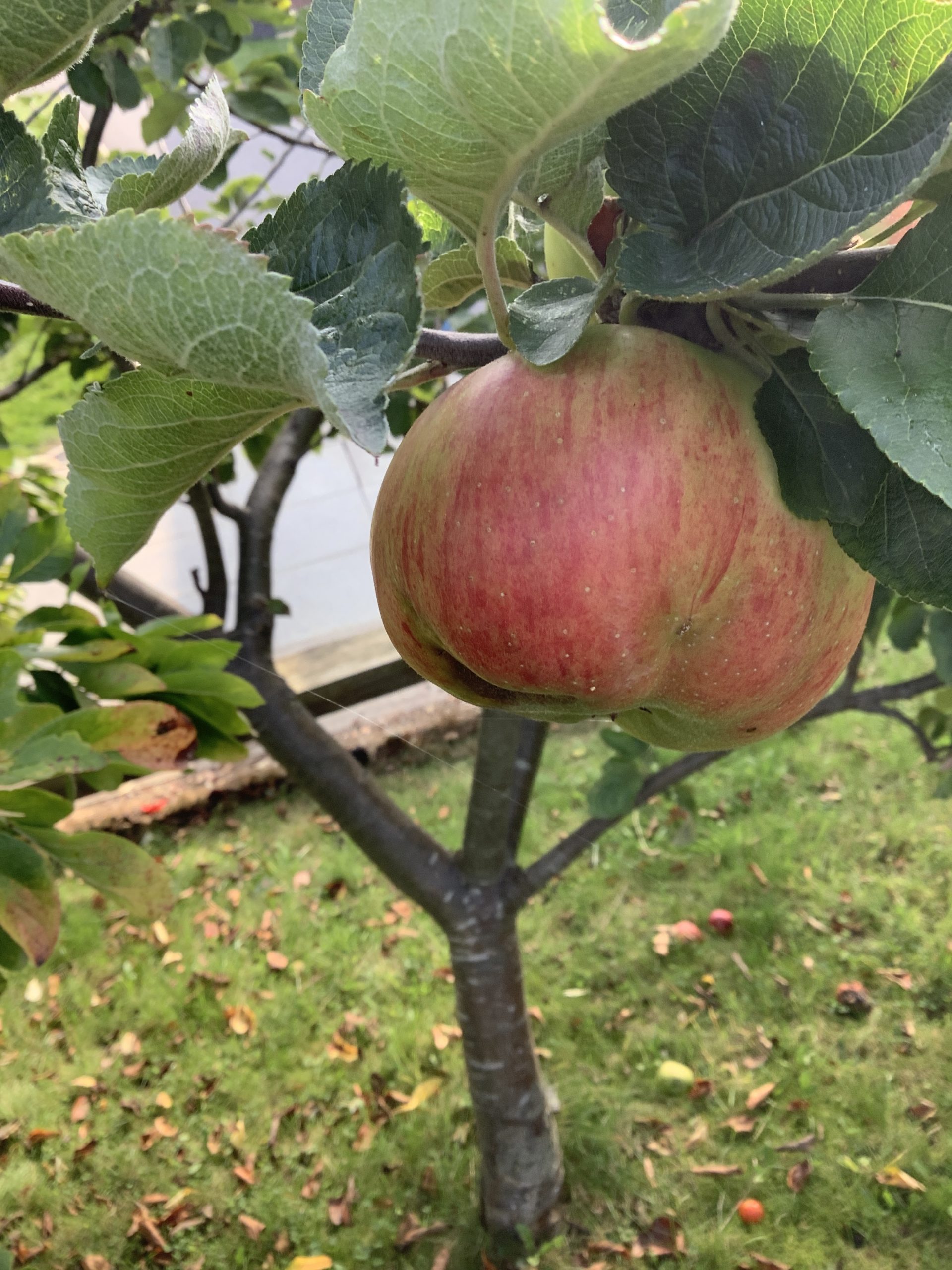 Apples – ACE EcoSchool