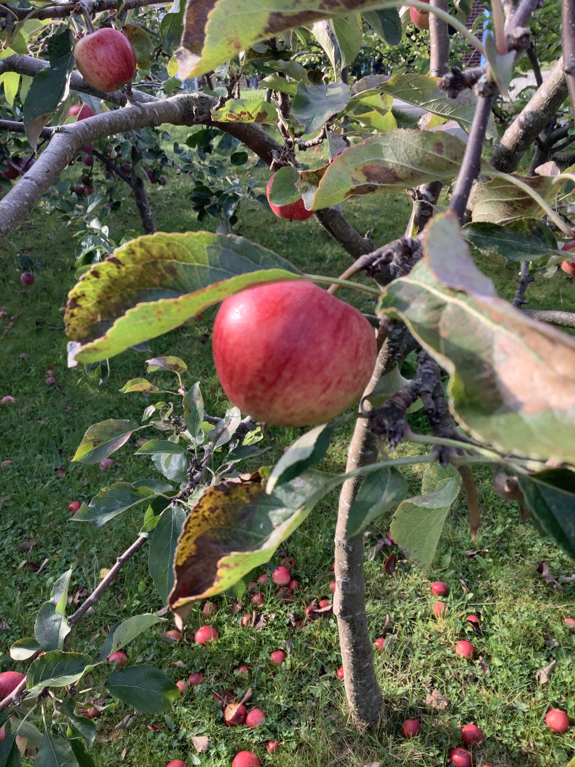 Apples – ACE EcoSchool