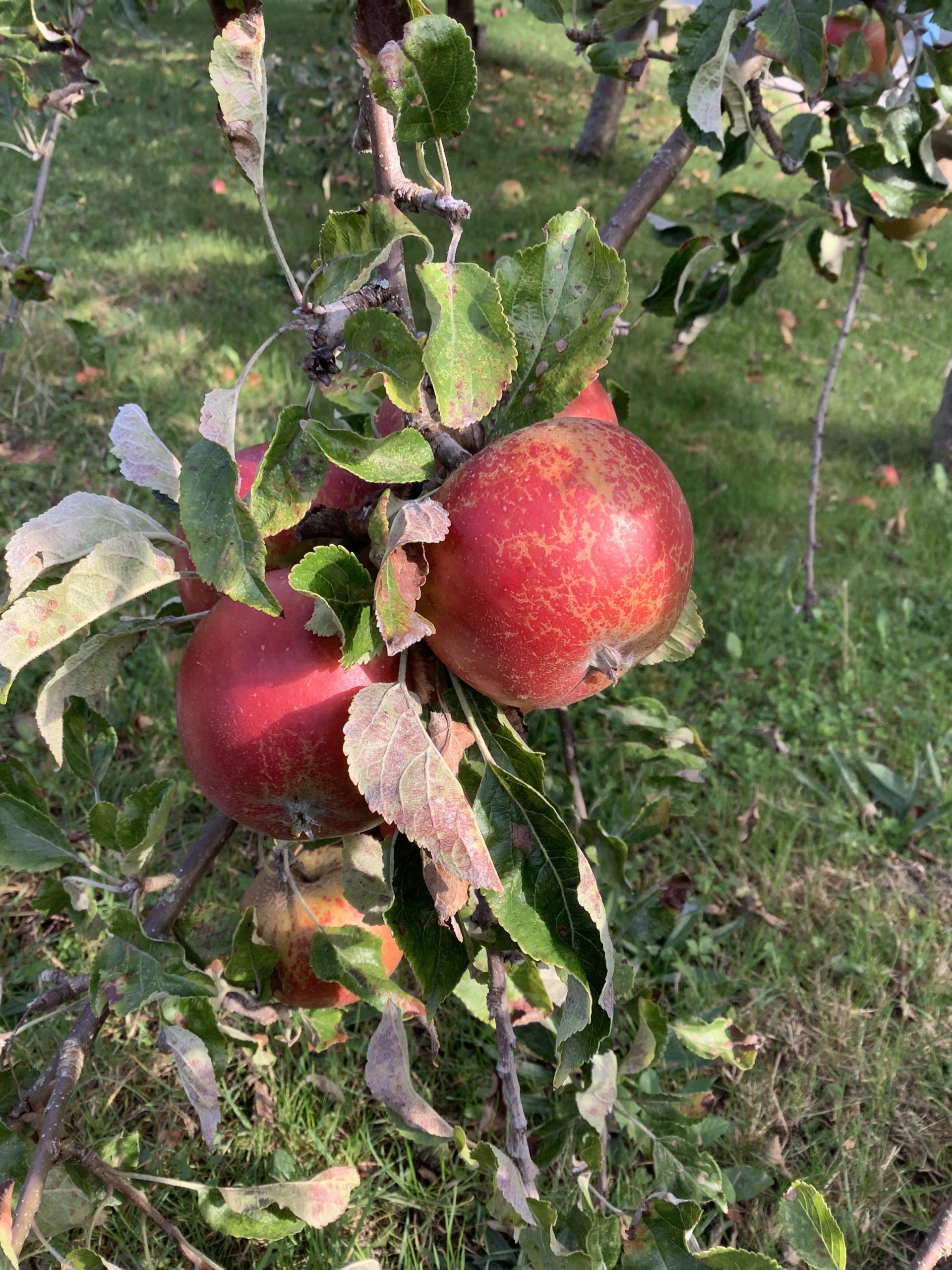 Apples – ACE EcoSchool