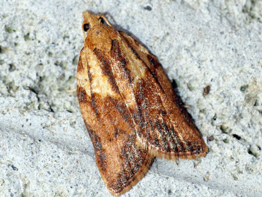 Starting to measure biodiversity – ACE EcoSchool