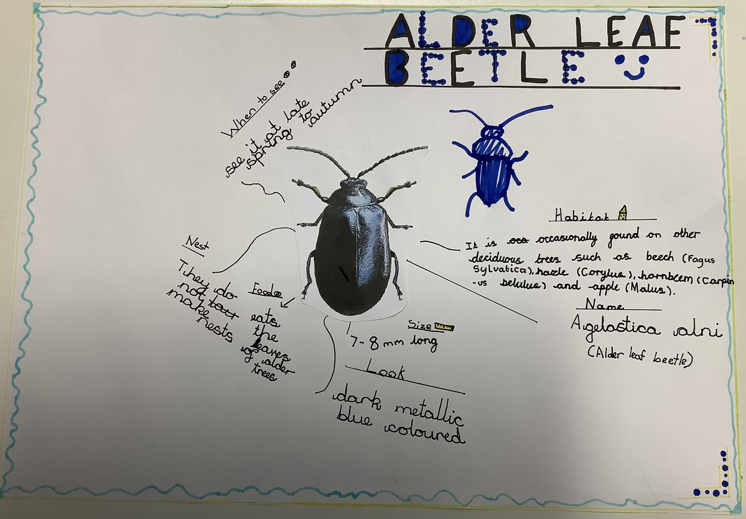 Alder Leaf Beetle – ACE EcoSchool