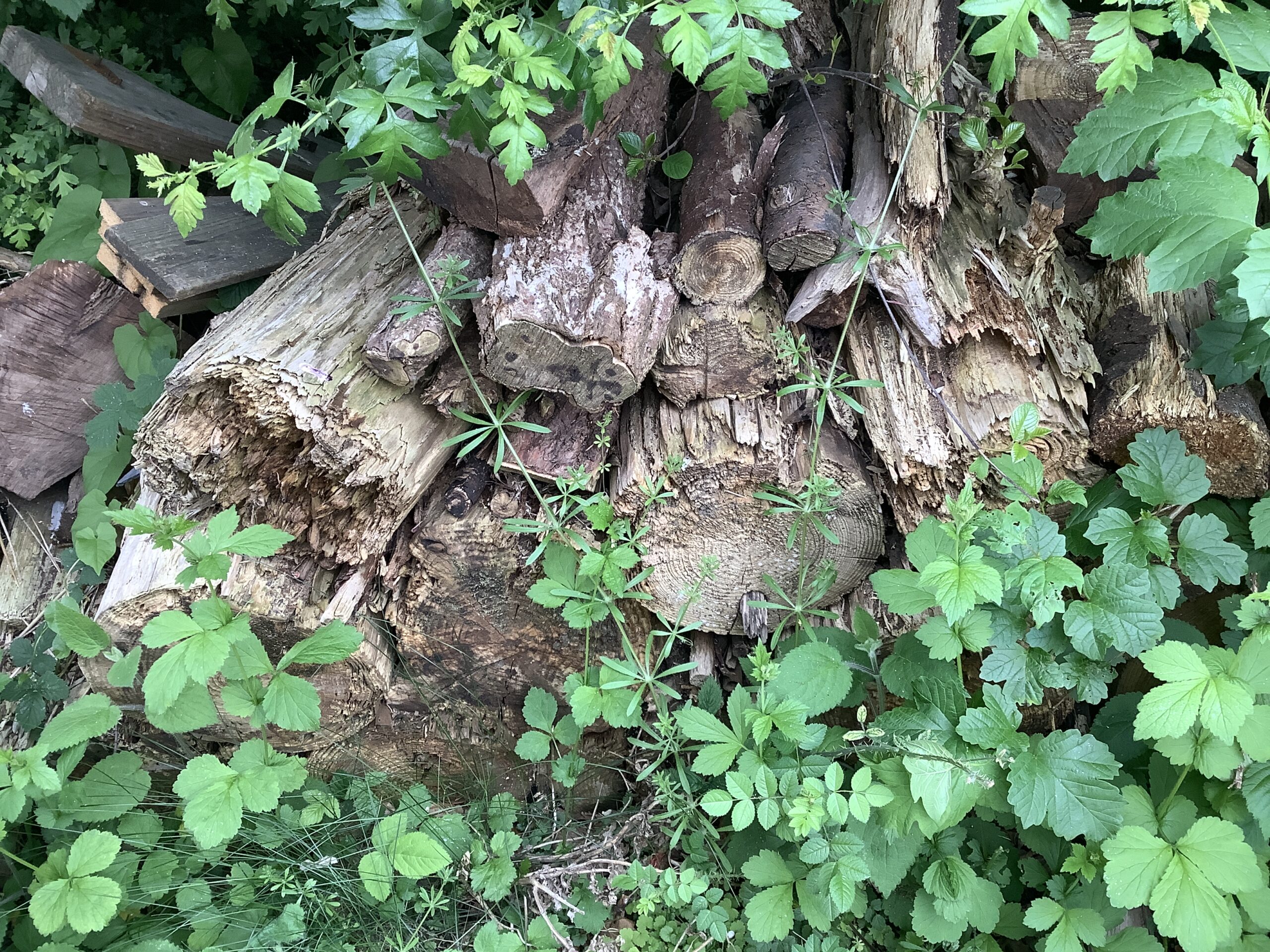 Eco-tip of the week 17 – log piles – ACE EcoSchool